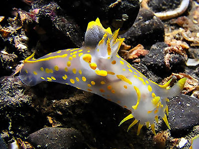 Nudibranchi del Mediterraneo - 2000 Sub Padova