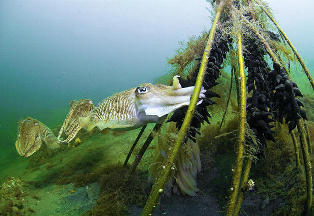 Le seppie, curiosi animali che popolano il fondo del mare - 2000 Sub Padova